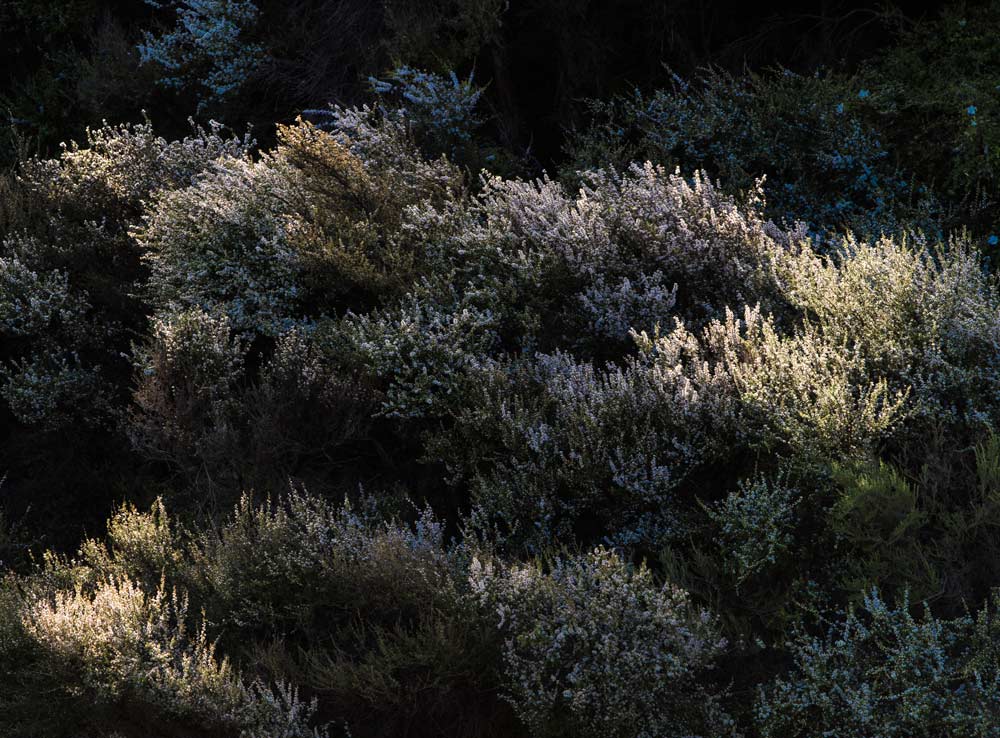 Benefits and Uses – WildCape Manuka Honey